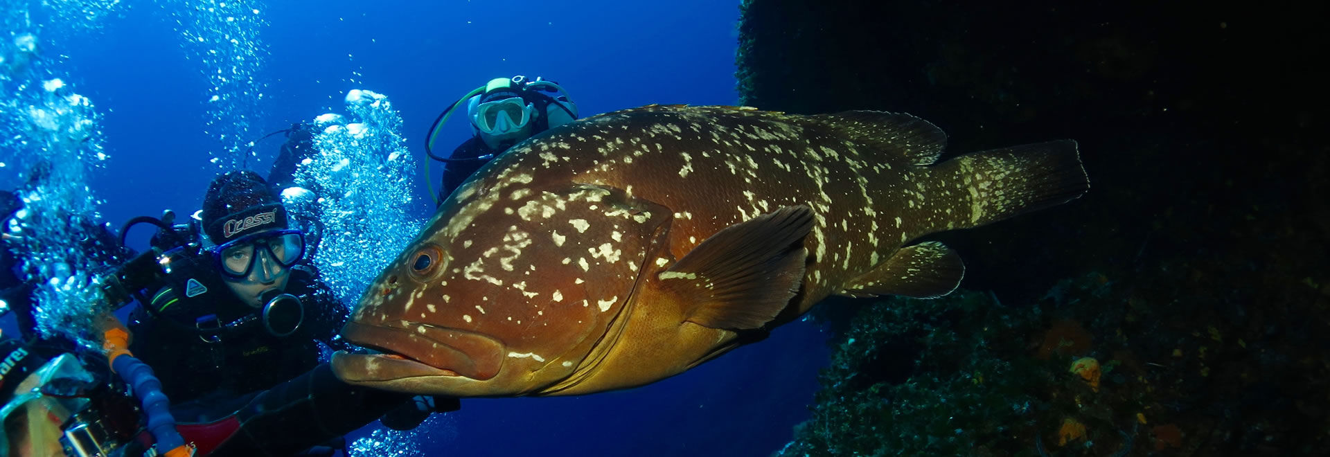 Diving in Elba - immersioni Elba Pianosa Capraia, corsi sub