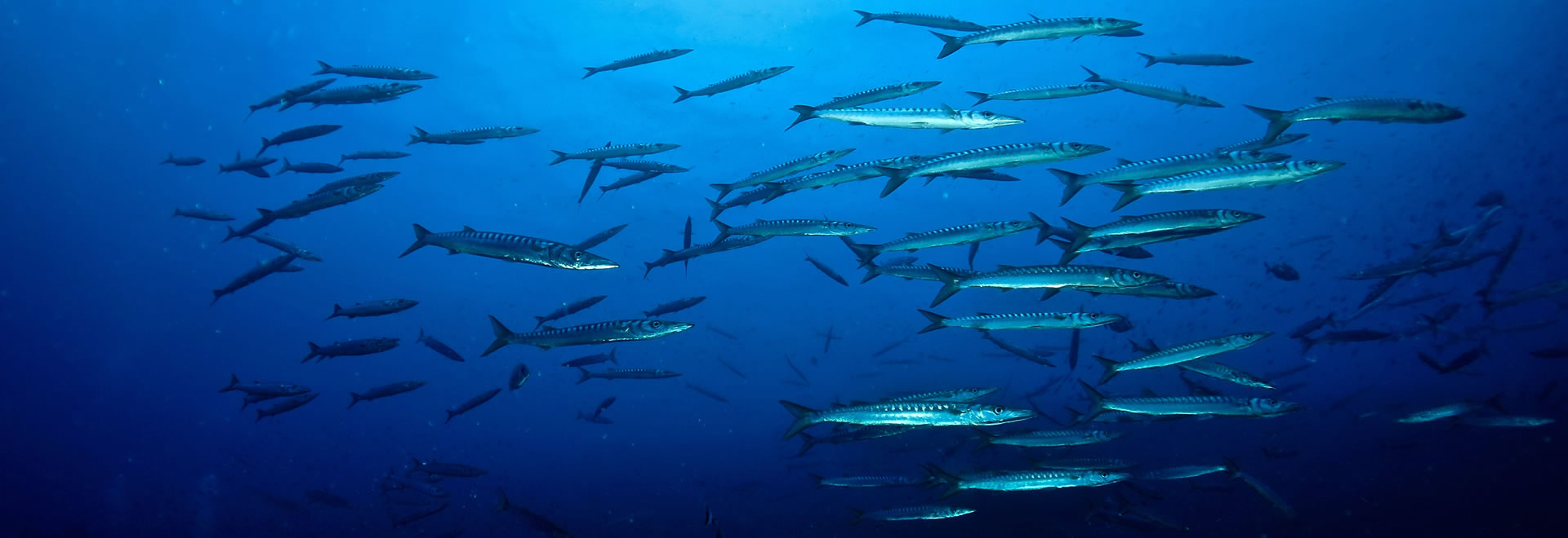 Homepage of scuba diving - immersioni Elba Pianosa Capraia, corsi sub