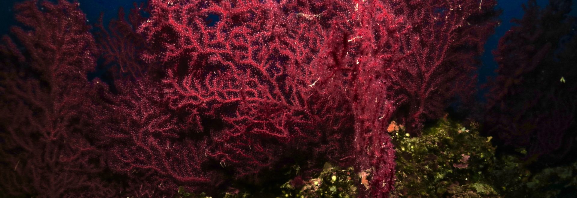 Scuba Diving Elba Pianosa and Capraia - Diving in Elba