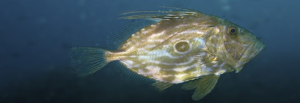 Scuba Diving Elba Pianosa and Capraia - Diving in Elba