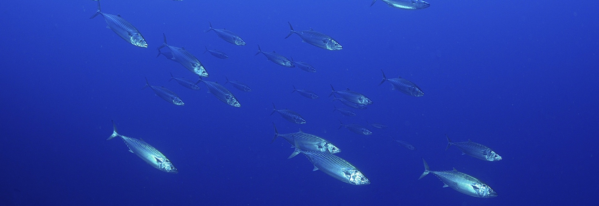 Scuba Diving Elba Pianosa and Capraia - Diving in Elba