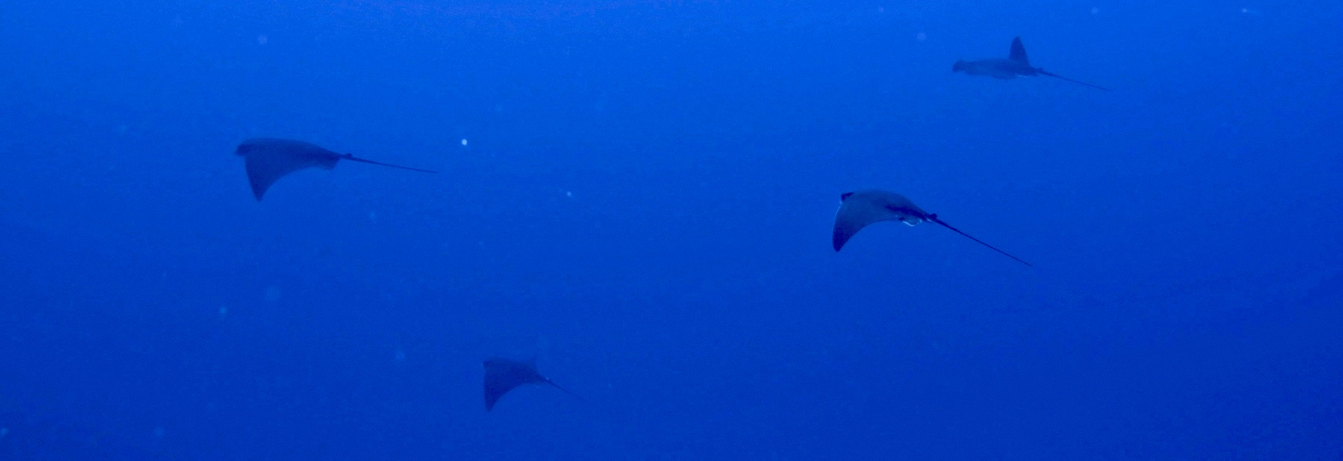 Scuba Diving Elba Pianosa and Capraia - Diving in Elba