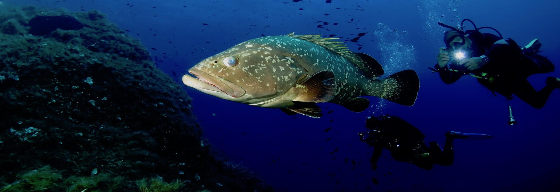 Die besten Tauchgänge - Diving in Elba