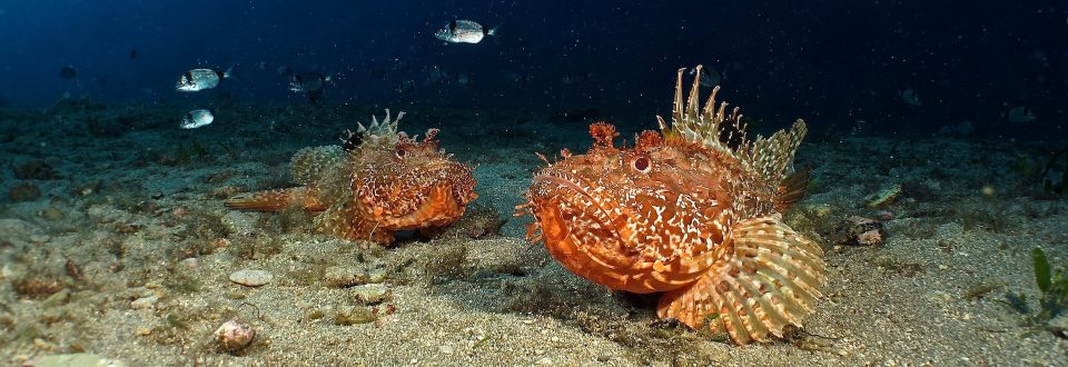 Scuba Diving Elba Pianosa and Capraia - Diving in Elba