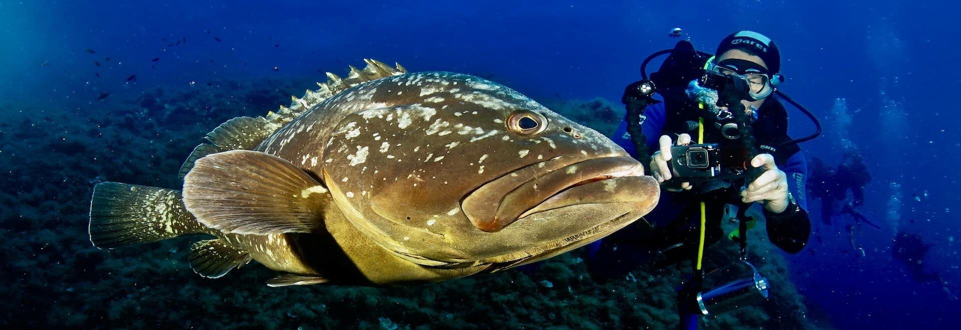 Homepage of scuba diving - immersioni Elba Pianosa Capraia, corsi sub